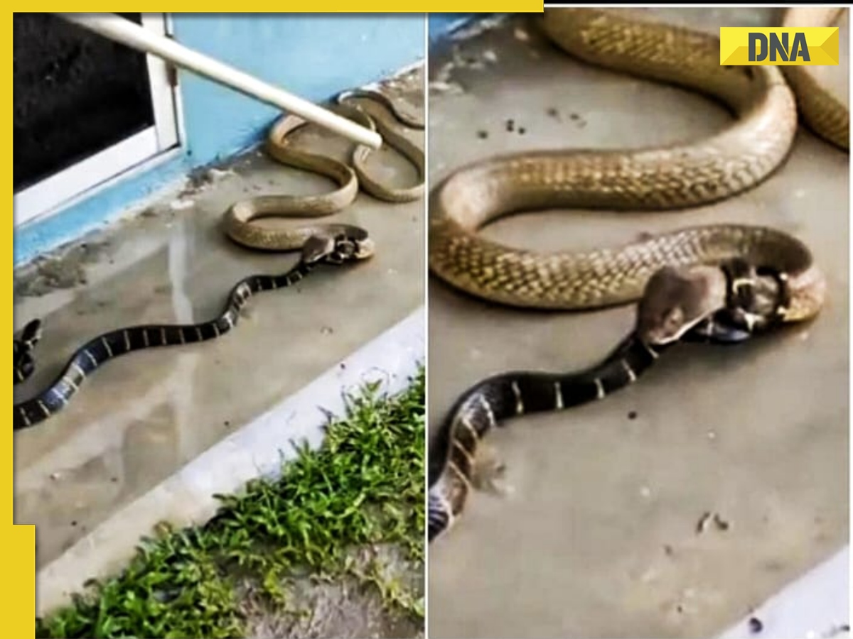 Viral video: Deadly snake chokes its opponent with tail in terrifying ...