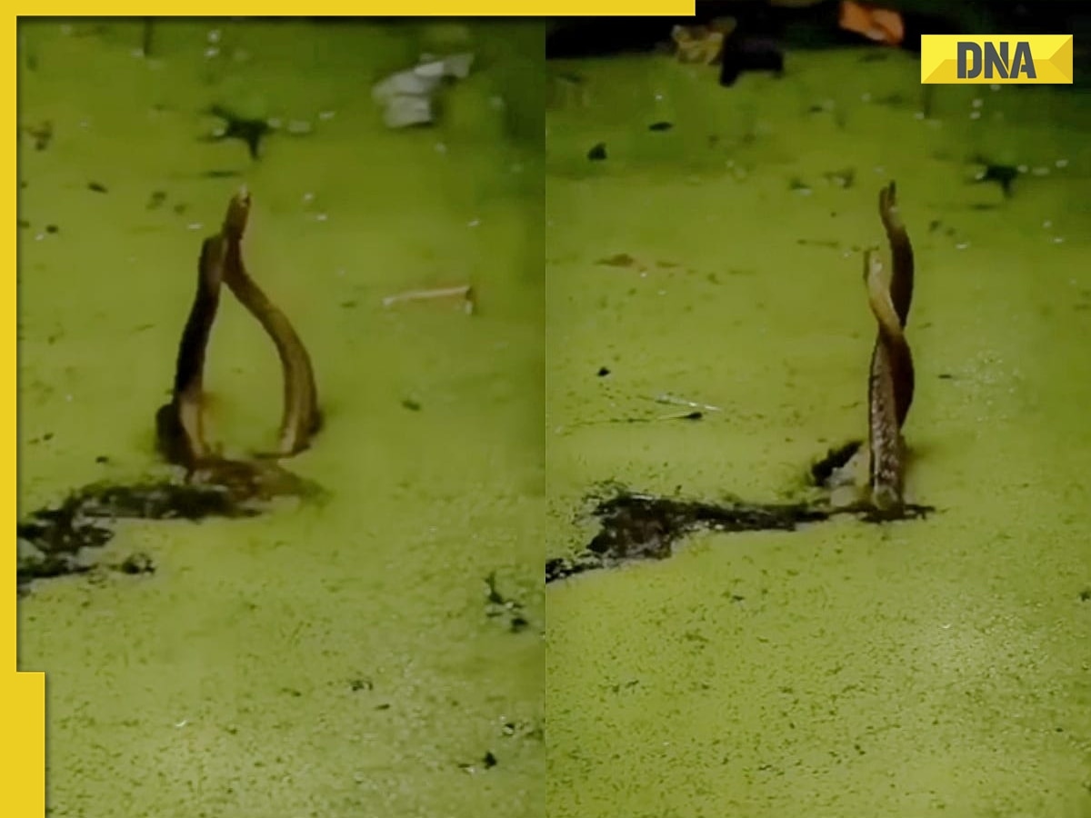 'Naag-naagin romance': Enchanting dance of two snakes goes viral in ...