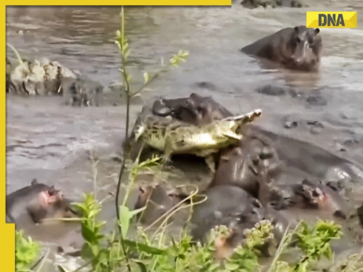 Viral video: Crocodile's nightmare encounter with angry hippos stuns ...
