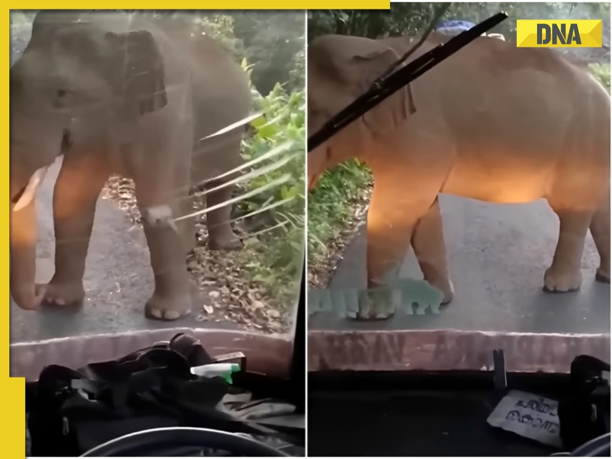 Viral video: Wild elephant stops bus in Kerala, driver's communication ...
