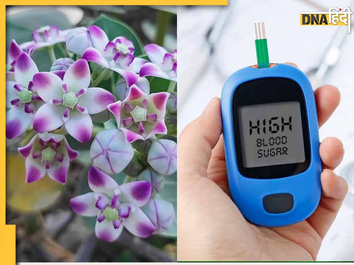 blood Sugar Cure: डायबिटीज में इंसुलिन डिफिशिएंसी दूर करता है इस पत्ते ...