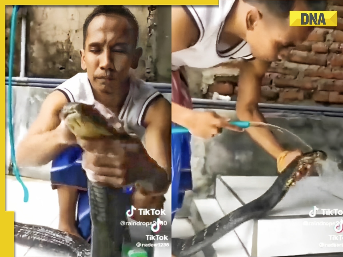 Viral video: Fearless man gives venomous king cobra a soap bath ...