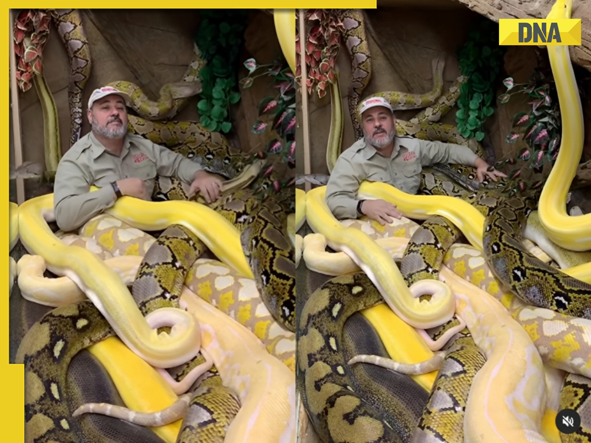 Viral video: Man's remarkable composure amidst dozens of mighty pythons ...