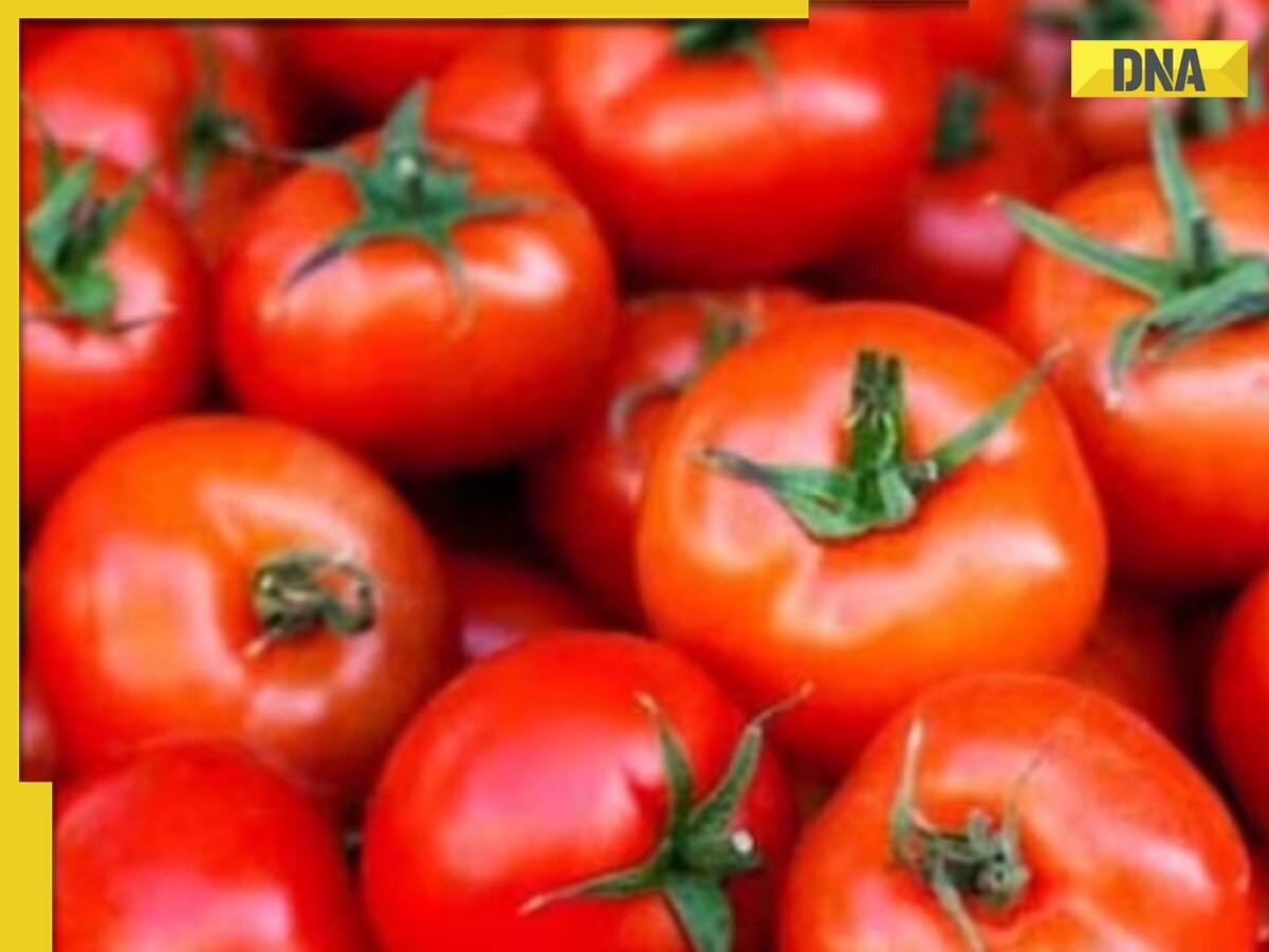 Centre further cuts subsidised rate of tomatoes in Delhi NCR and other cities; check new price here