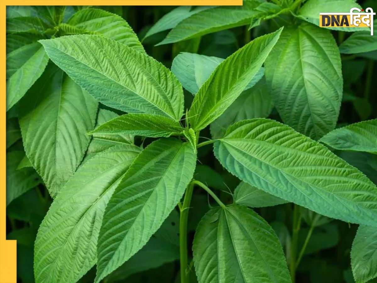 Jute Leaves Benefits: इस पत्ते को चबाने से हड्डियों में आएगी ताकत और ...