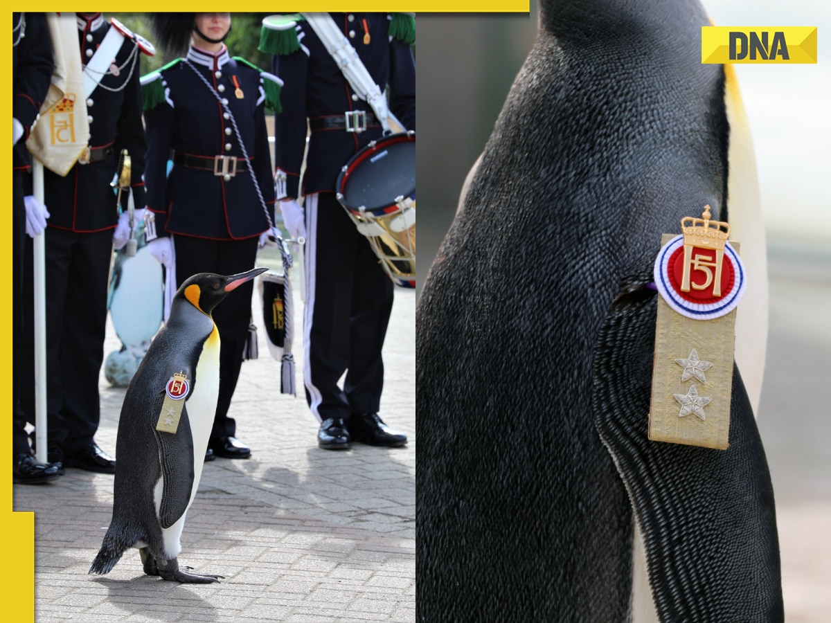 Meet Sir Nils Olav III: The penguin promoted to third highest rank in ...