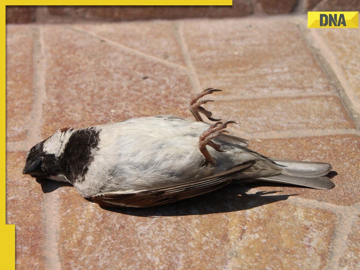 India's 'most mysterious village'? Why birds commit suicide here