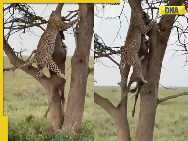 Viral video: Leopard scales tree with massive wildebeest prey gripped ...