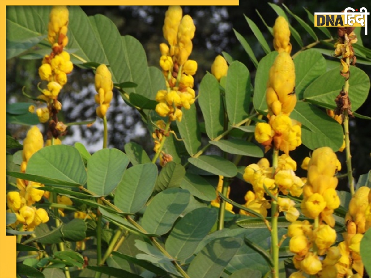 Pitamber leaves Benefits: सुबह उठते ही चबा लें इस पौधे की पत्तियां ...