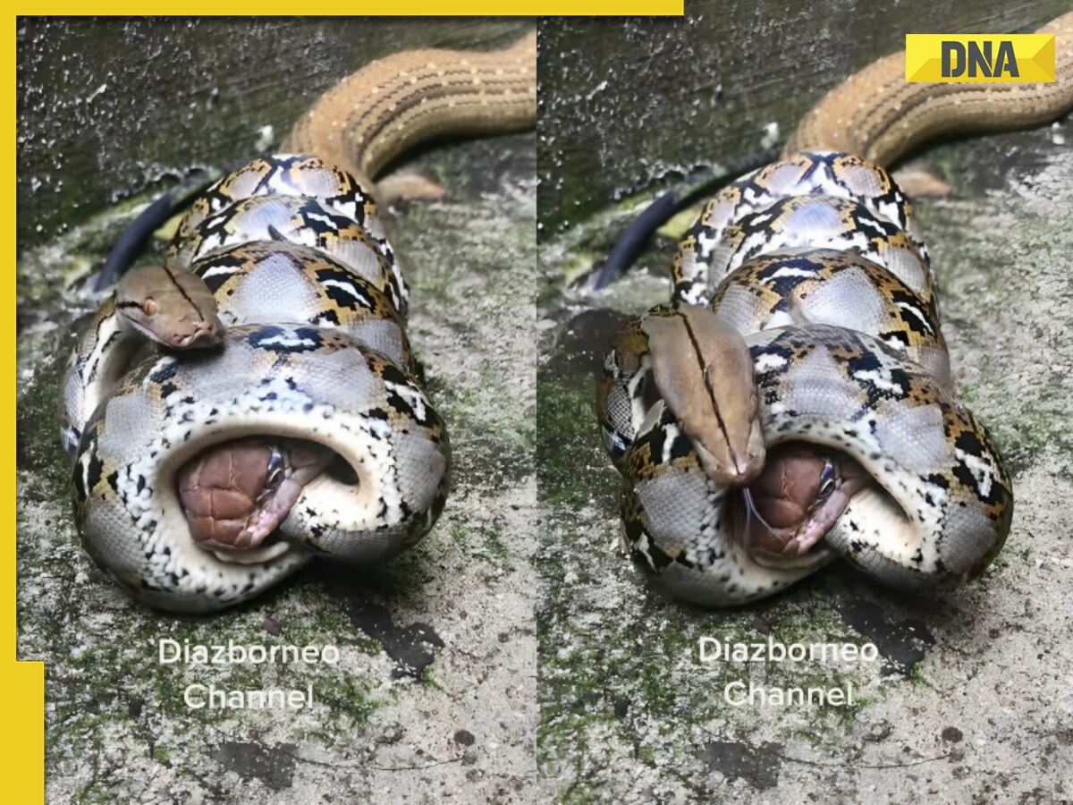 Not for the faint-hearted: One python swallows another in deadly battle ...