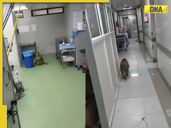 Delhi: Monkey swings into RML hospital's operation theatre, viral video ...