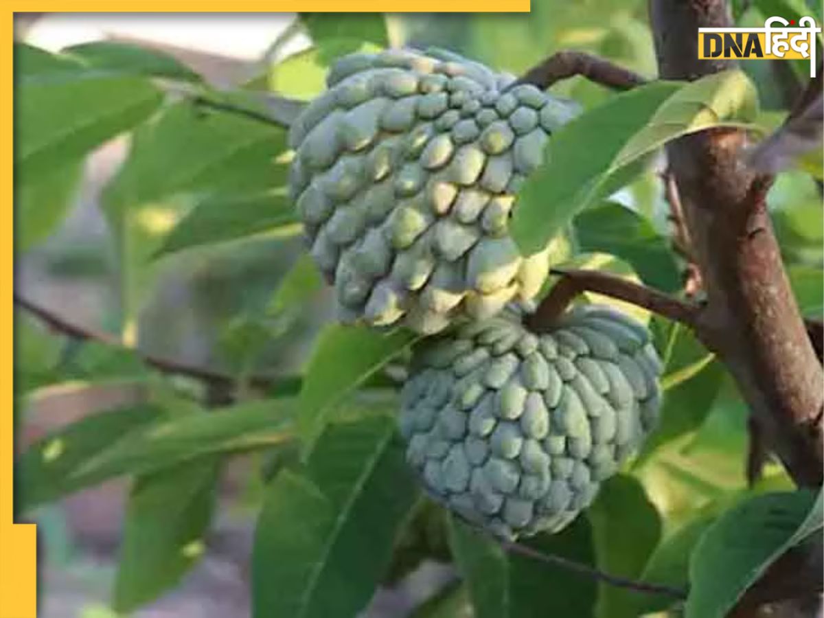 Sitafal Leaves Benefits: इस फल की पत्तियों से लौट आएगी स्किन की पुरानी ...