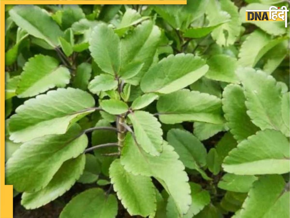 Ayurvedic Leaves: नसों में जमा फैट निकाल देता है ये औषधीय पत्ता, खाते ...