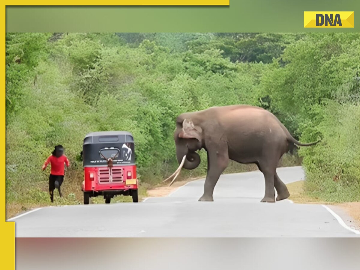 Fearful showdown: Viral video captures elephant's terrifying charge at ...