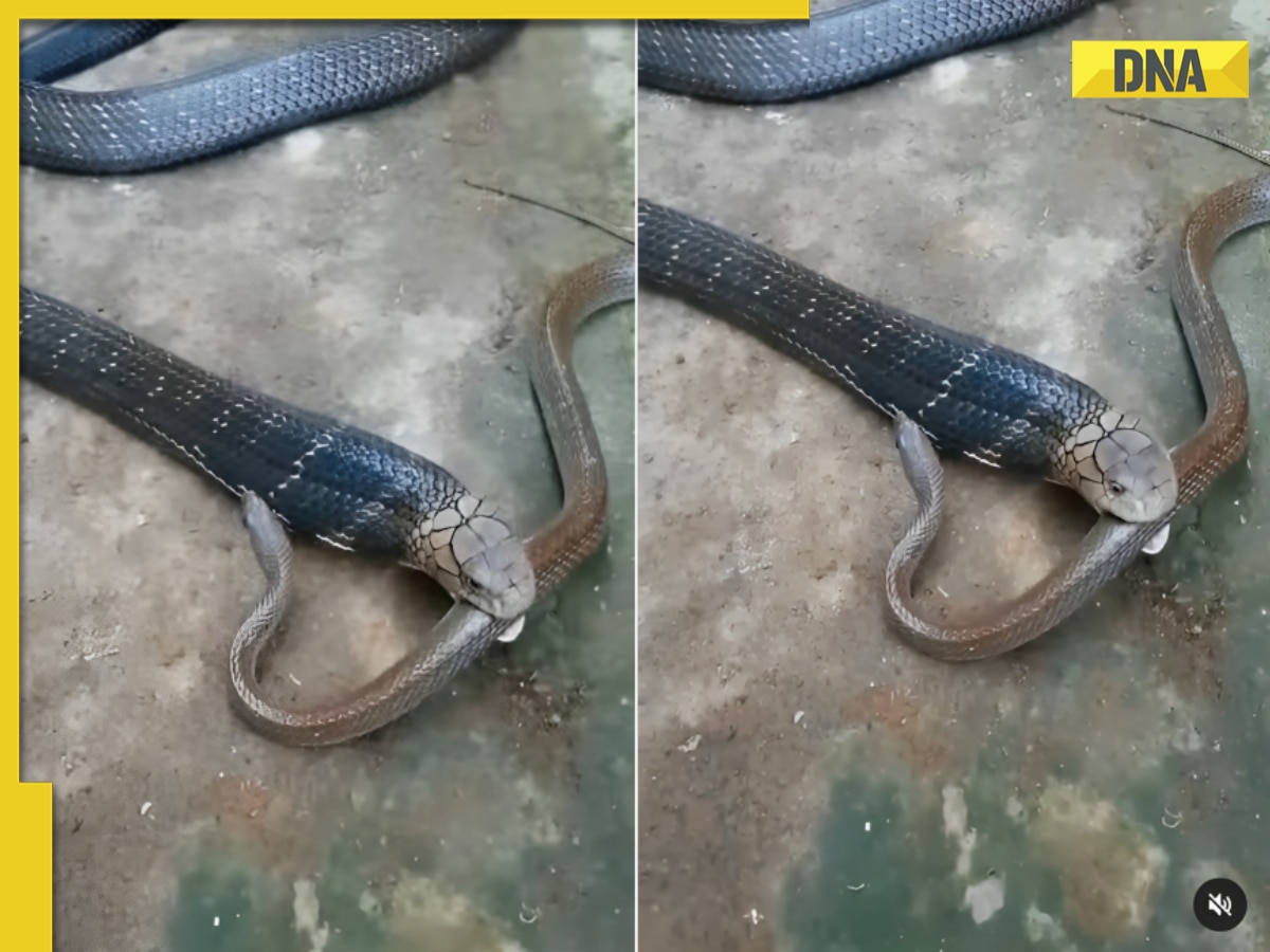 Massive king cobra devours live snake in viral video, internet is shocked