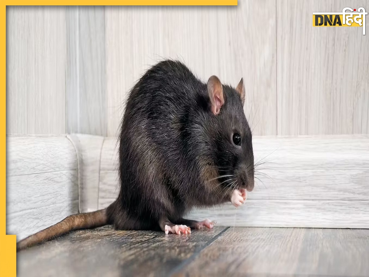 Lucknow Railway: बहुत महंगा है चूहा पकड़ना, एक चूहे को दबोचने में रेलवे ...