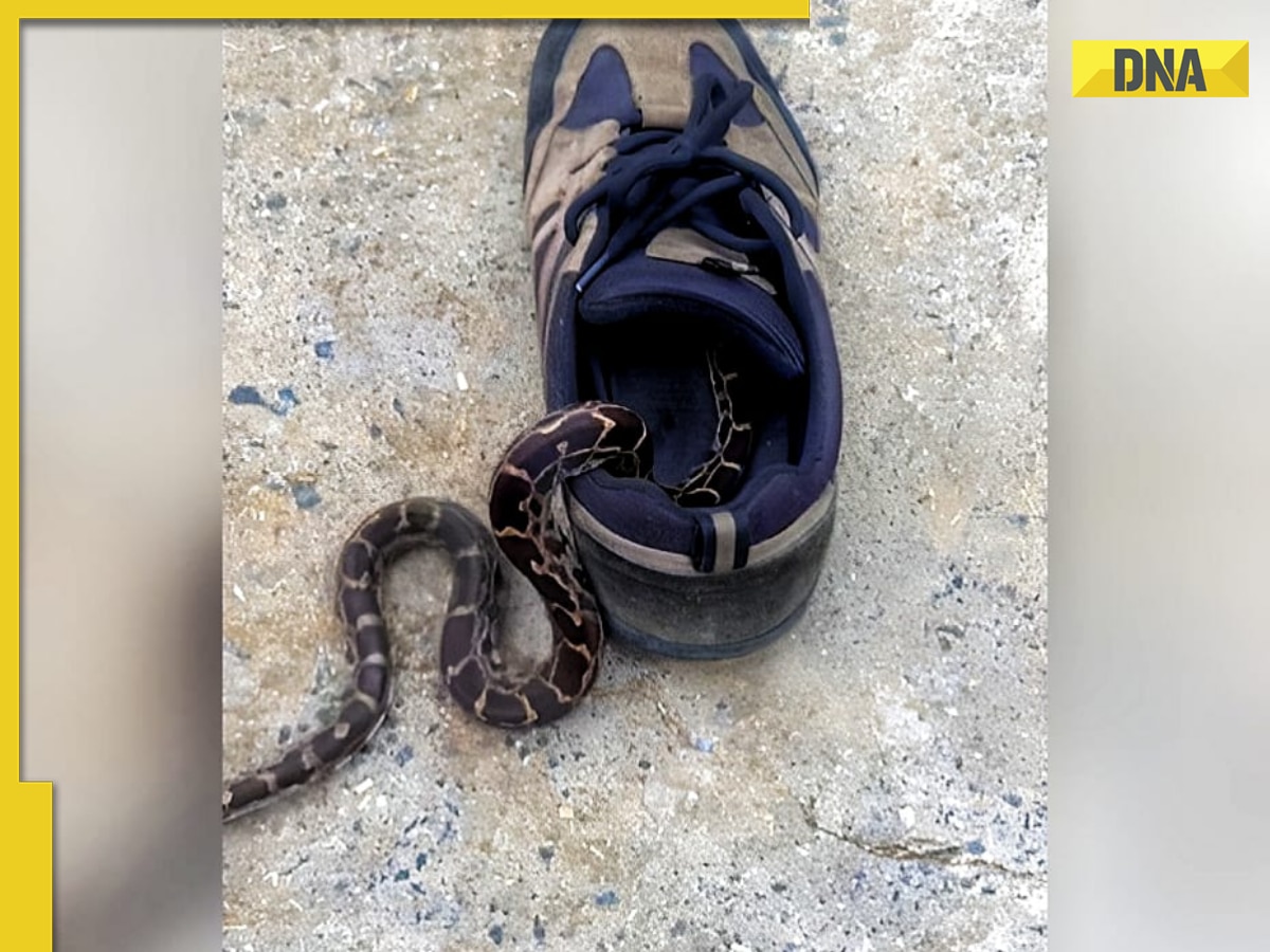 Viral video sends shivers across internet as snake hides in shoe, watch