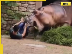 Viral video captures terrifying close call as zookeeper escapes hippo's ...