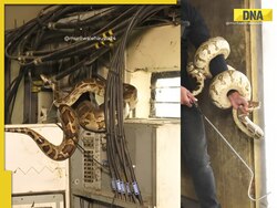 Massive python spotted crawling on tangled wires at substation; viral video shows its daring rescue