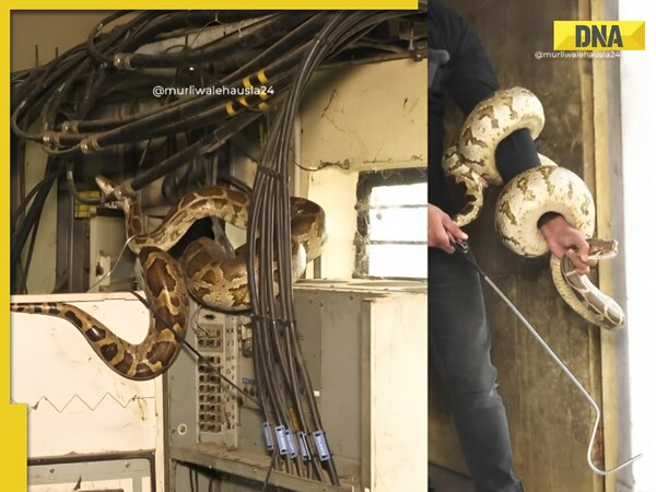 Massive python spotted crawling on tangled wires at substation; viral ...