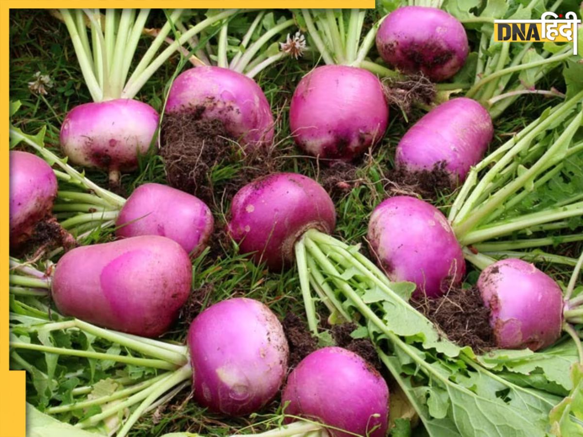 Shalgam Benefits: कंट्रोल में रखना है डायबिटीज तो रोज खाएं ये जड़ वाली ...