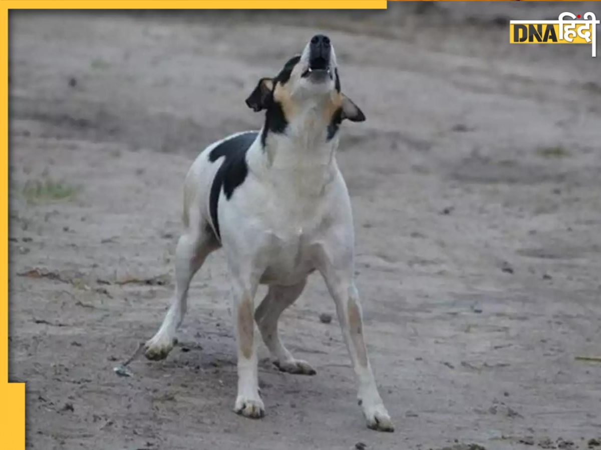 Dogs Barking Sign: कुत्तों के भौंकने से लेकर पूंछ हिलाने तक, जान लें ...