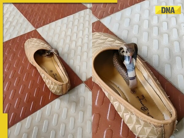 Viral video unveils terrifying surprise: Baby cobra emerges from shoe ...