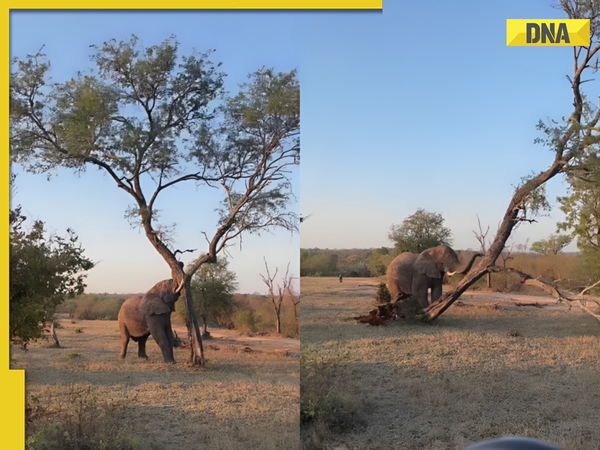 Hungry elephant's 'tree-mendous' appetite: Takes down giant tree to eat ...