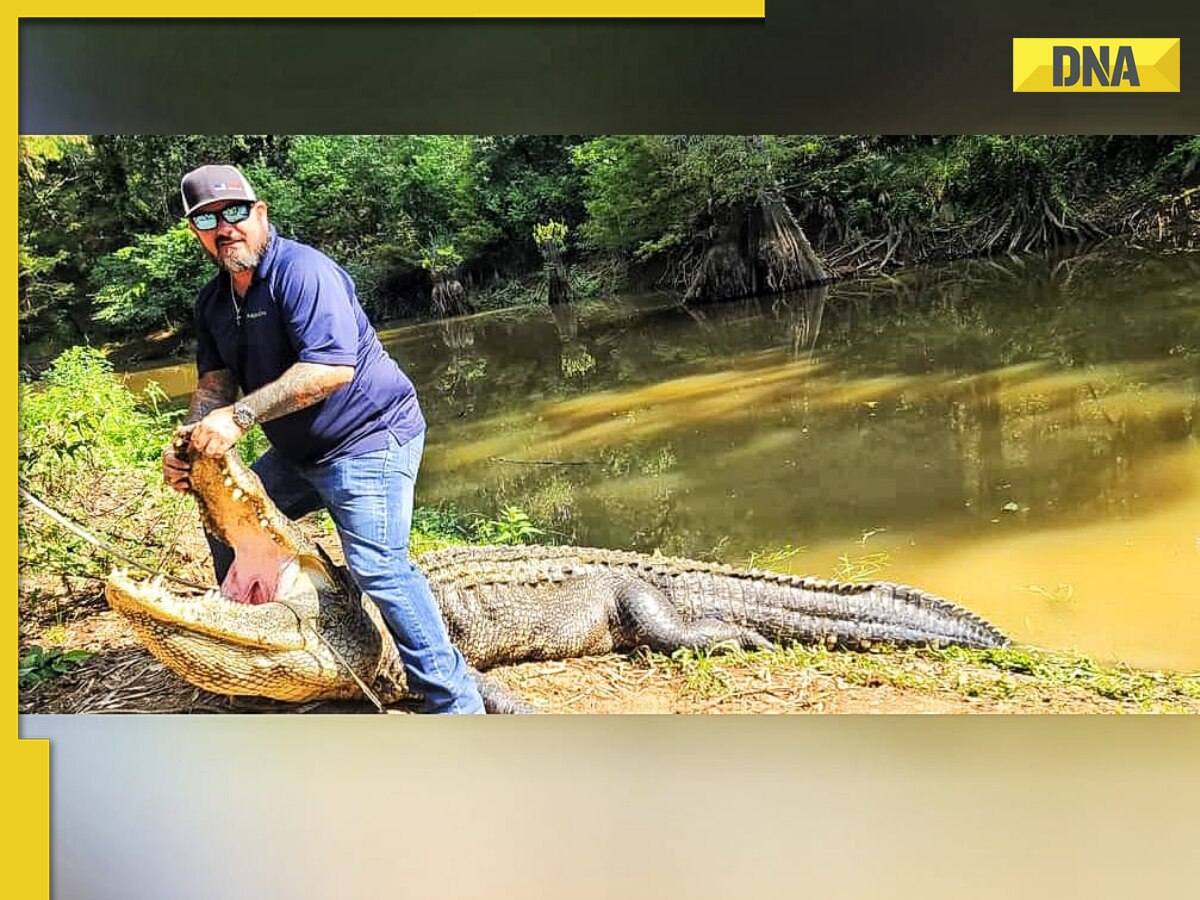 Fishermen capture monstrous 13-foot-long, 680-pound alligator after 20 ...