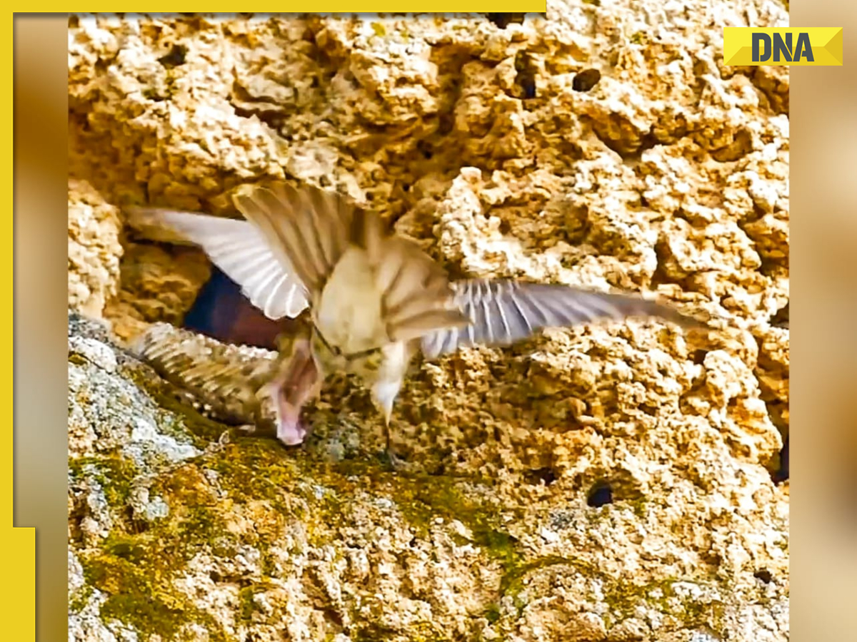 Viral video: Lightning-fast snake camouflages, hunts bird in terrifying ...