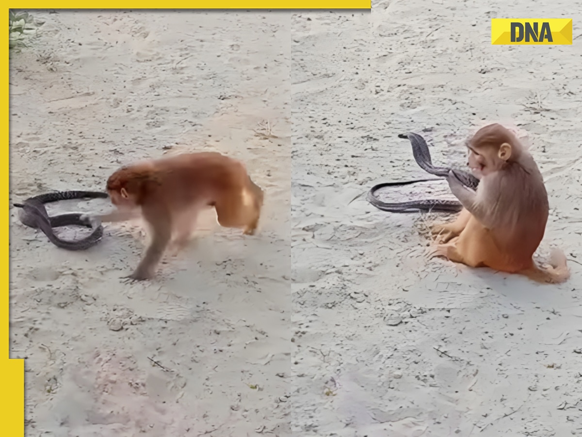 Viral video: Fearless monkey emerges victorious in intense battle ...