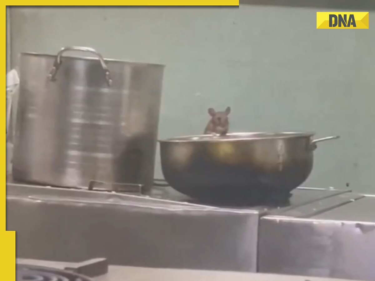 Viral video: Rats in train pantry caught on camera, Railways responds