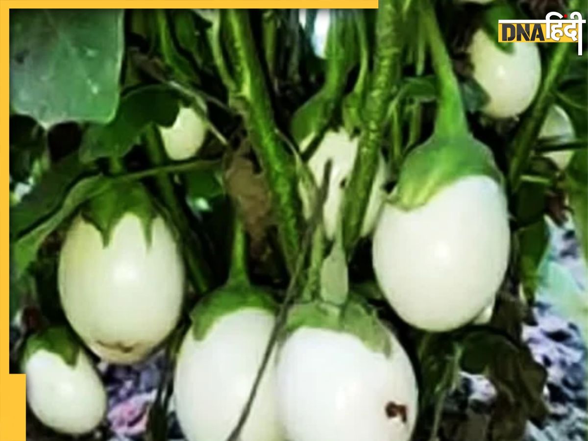 White Brinjal Benefits: हाई ब्लड शुगर और कोलेस्ट्रॉल तक को कंट्रोल कर देंगा सफेद बैंगन, बॉडी को ...