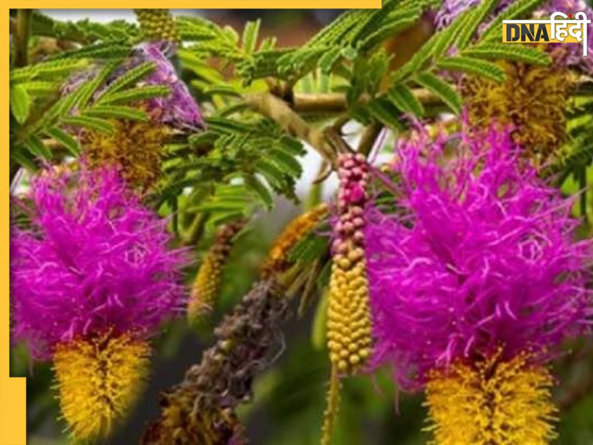 Shami Puja On Dussehra: दशहरे के दिन क्यों बांटी जाती हैं शमी की ...