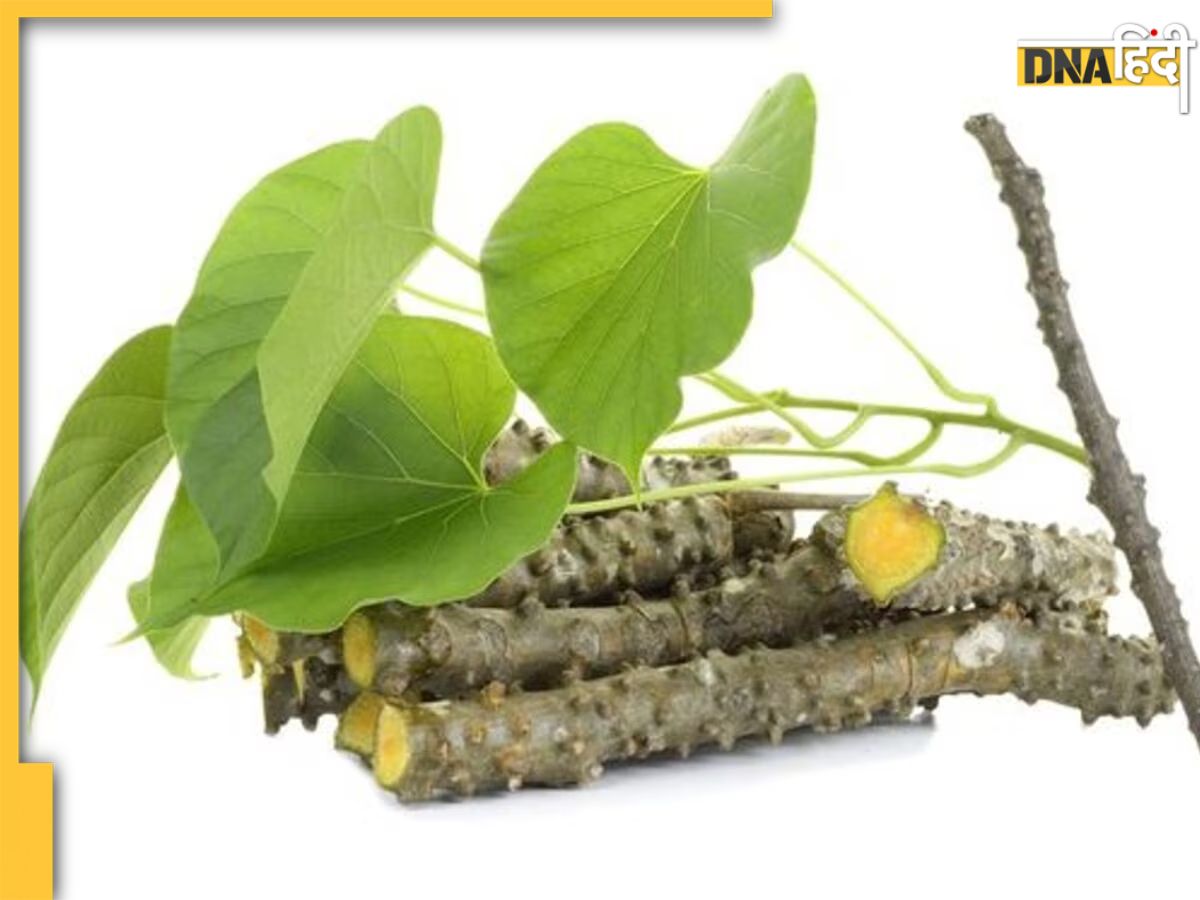 Giloy Benefits: डायबिटीज से खराब पाचन तक, ये 5 बीमारियां हैं तो डाइट ...