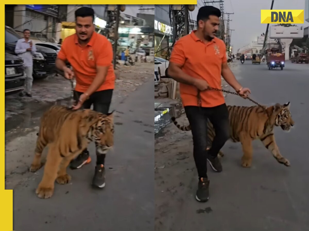 Man takes chained tiger for walk on busy road, viral video divides internet