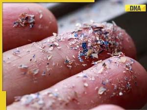 People swallow two polythene bags a year through microplastics, reveals ...