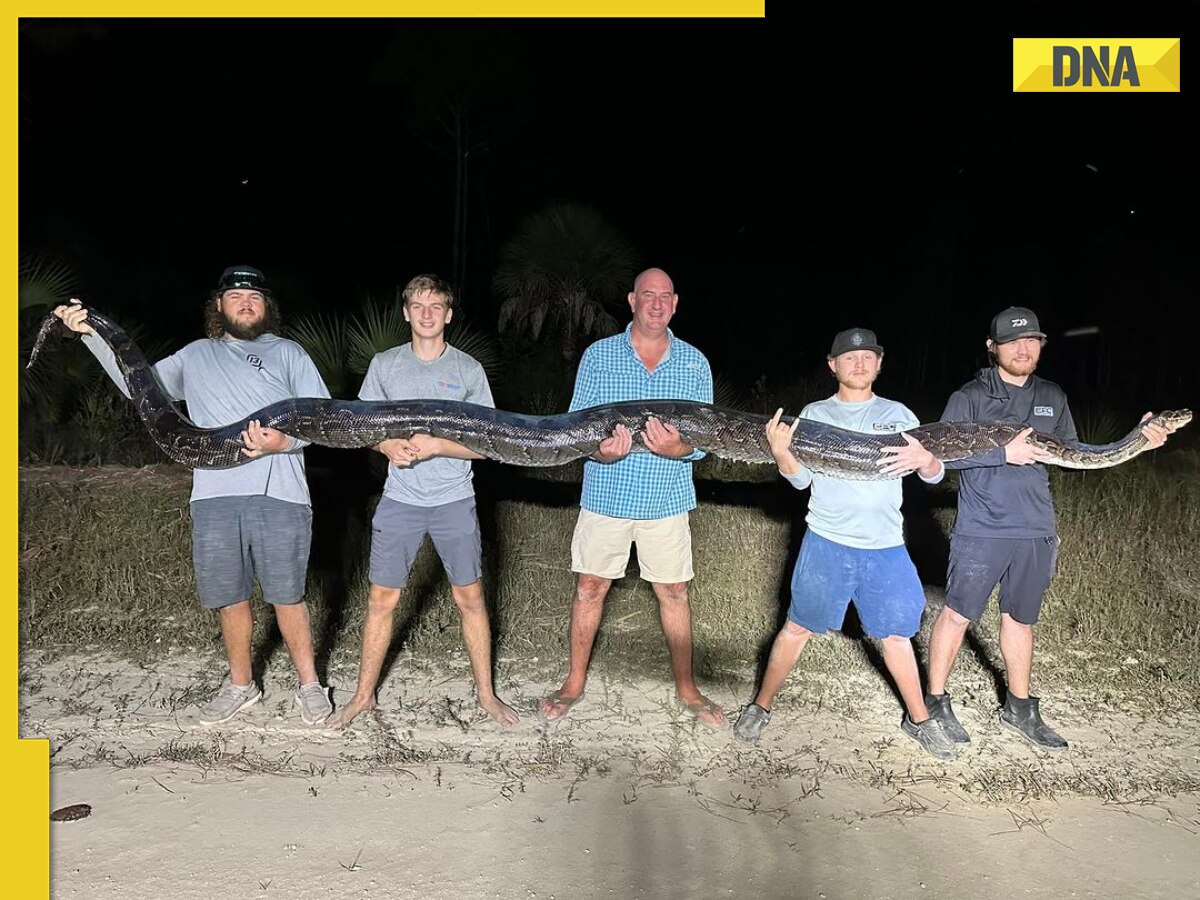 Monstrous 17-foot, 90-kilogram Burmese python captured in Florida, pics ...