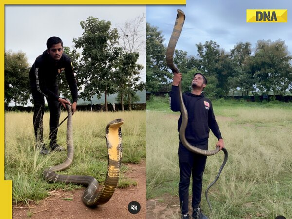Viral video: Man fearlessly grabs massive cobra with bare hands ...