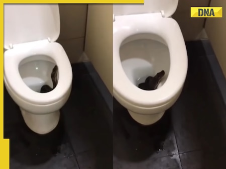 Unusual encounter: Massive snake spotted inside toilet bowl, video goes ...