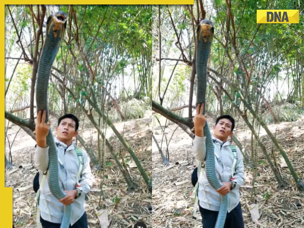 Fearless man poses with massive king cobra, viral video shocks internet