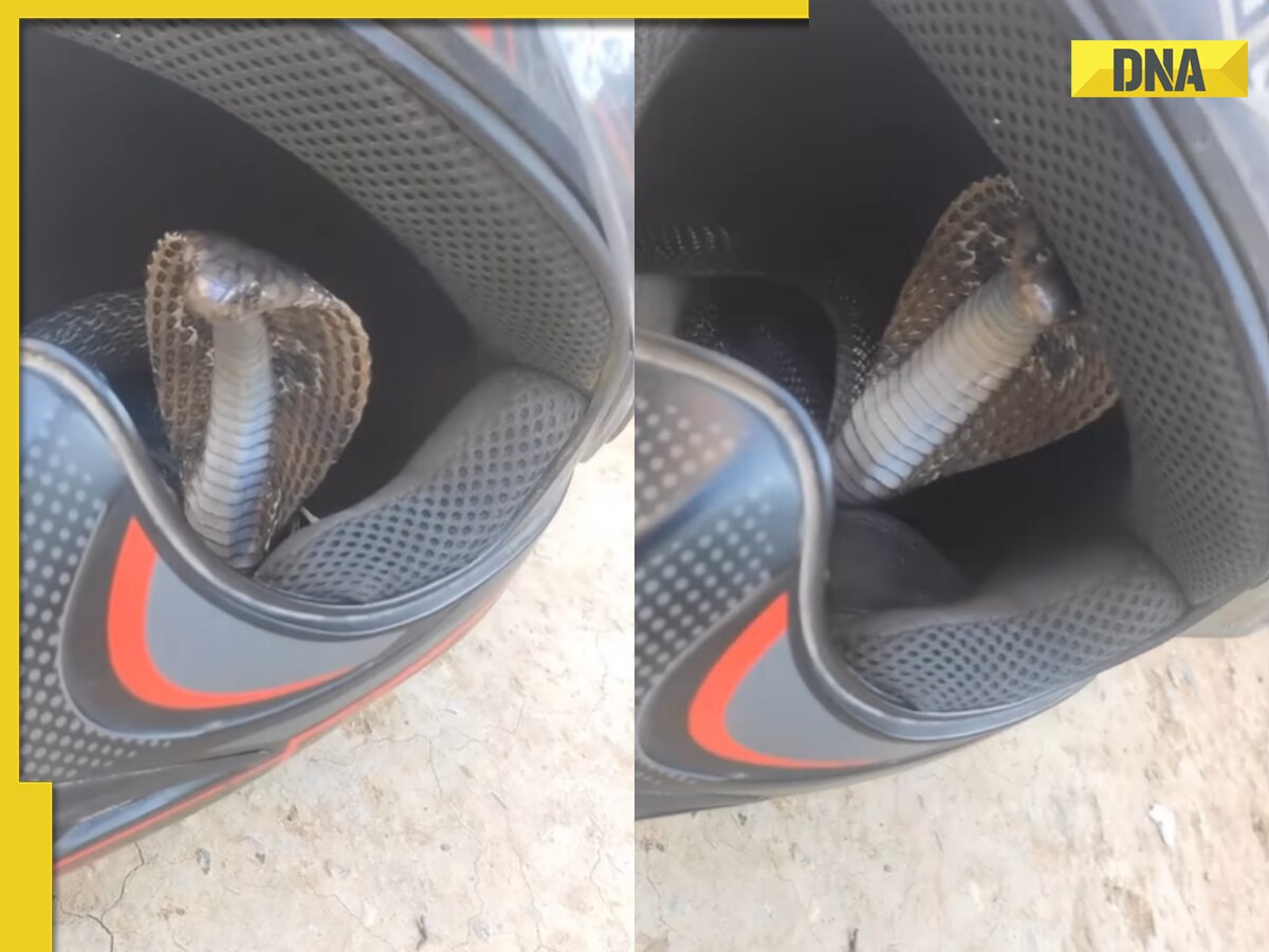 Viral video: Snake found coiled inside biker's helmet, internet is scared