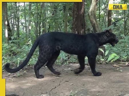 Bagheera in real life: Black panther spotted in Odisha, viral pics ...