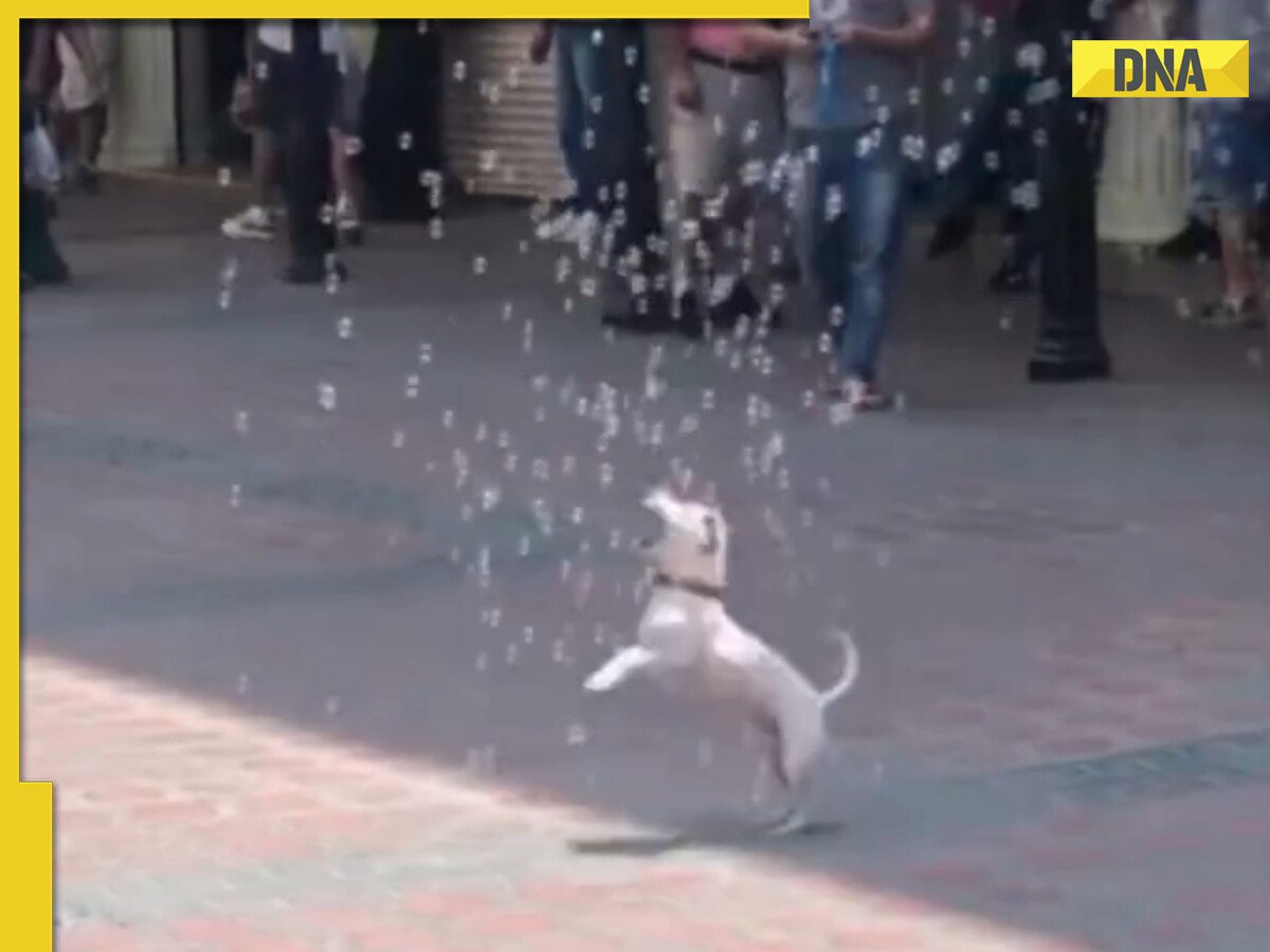 This video of adorable puppy trying to catch bubbles will make your day ...