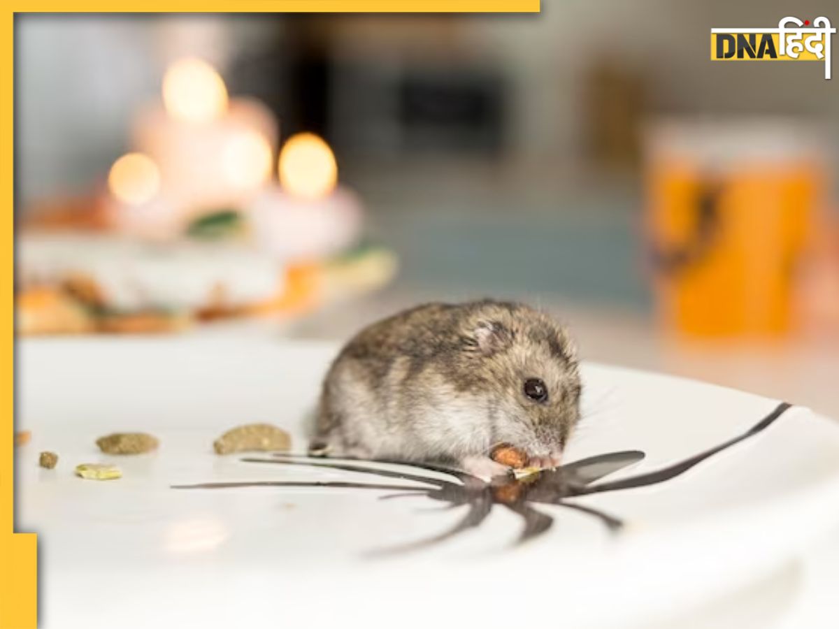 Diseases Spread by Rats: चूहों से फैलती है ये खतरनाक बीमारी, जानें क्या ...