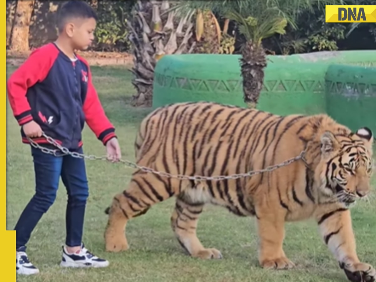 Viral video: Little boy strolls with enormous chained tiger, what ...