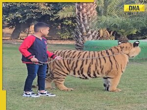 Viral video: Pakistani boy takes tiger on a walk, netizens react, watch