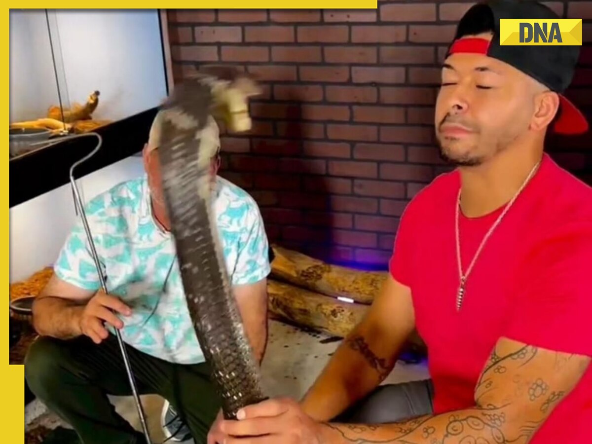 Man narrowly escapes massive king cobra's fearsome attack in viral ...