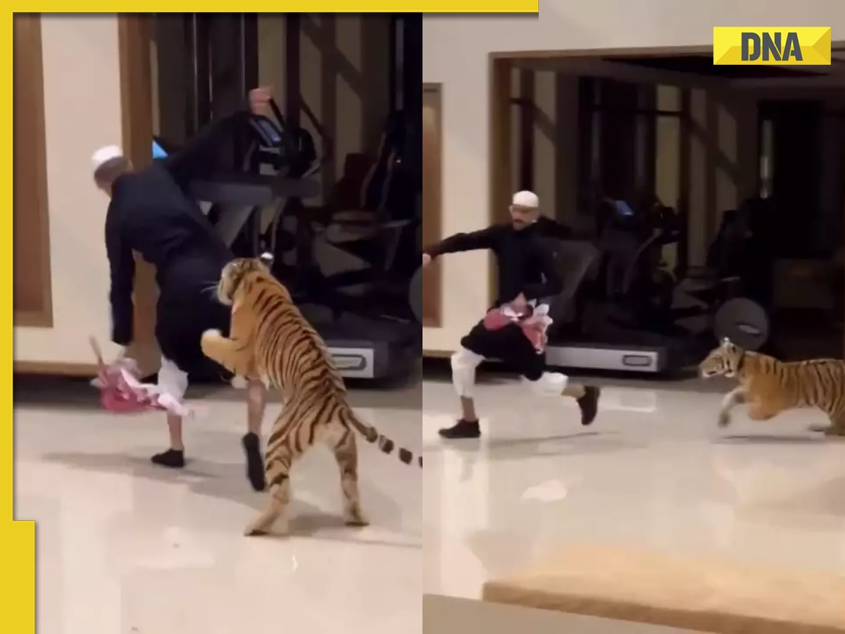 Pet tiger chases owner in luxurious UAE home, viral video stuns internet