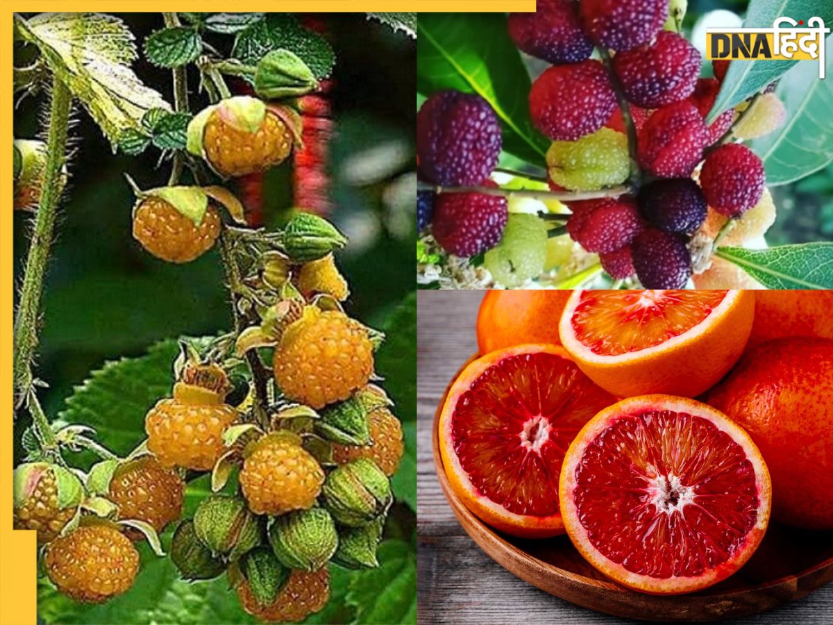 Healthy Fruits: काफल से घिंघारू तक, सेहत के लिए वरदान हैं ये 5 पहाड़ी ...